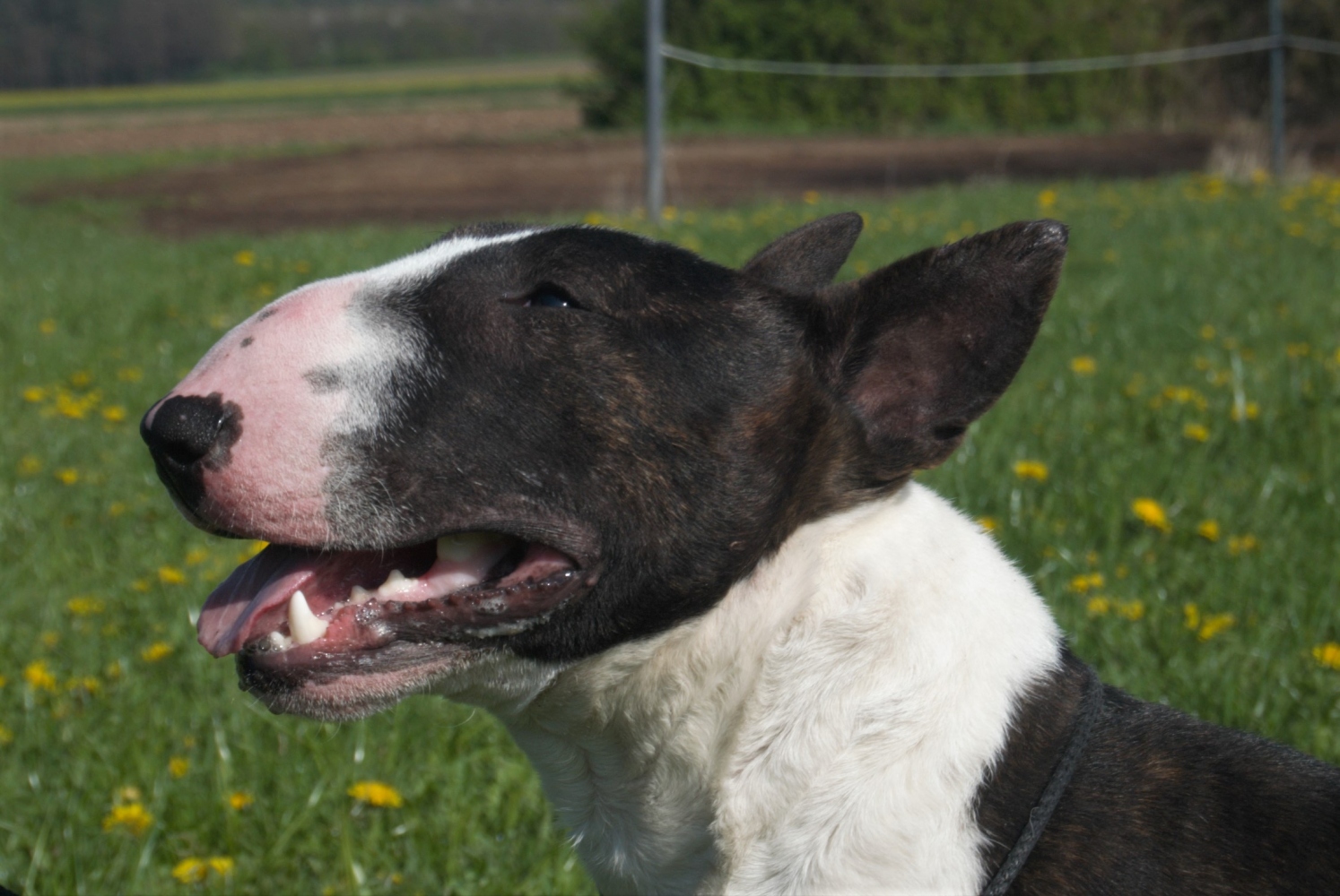 King Lui The Warrior Miniatur Bullterrier Zucht Warrior Minis king-lui-the-warrior-miniatur-bullterrier-zucht-warrior-minis
